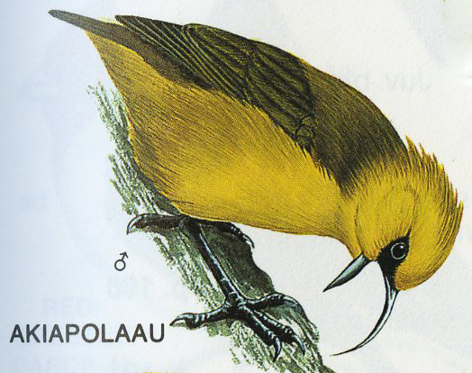 Peregrinations: In Search of Akiapolaau