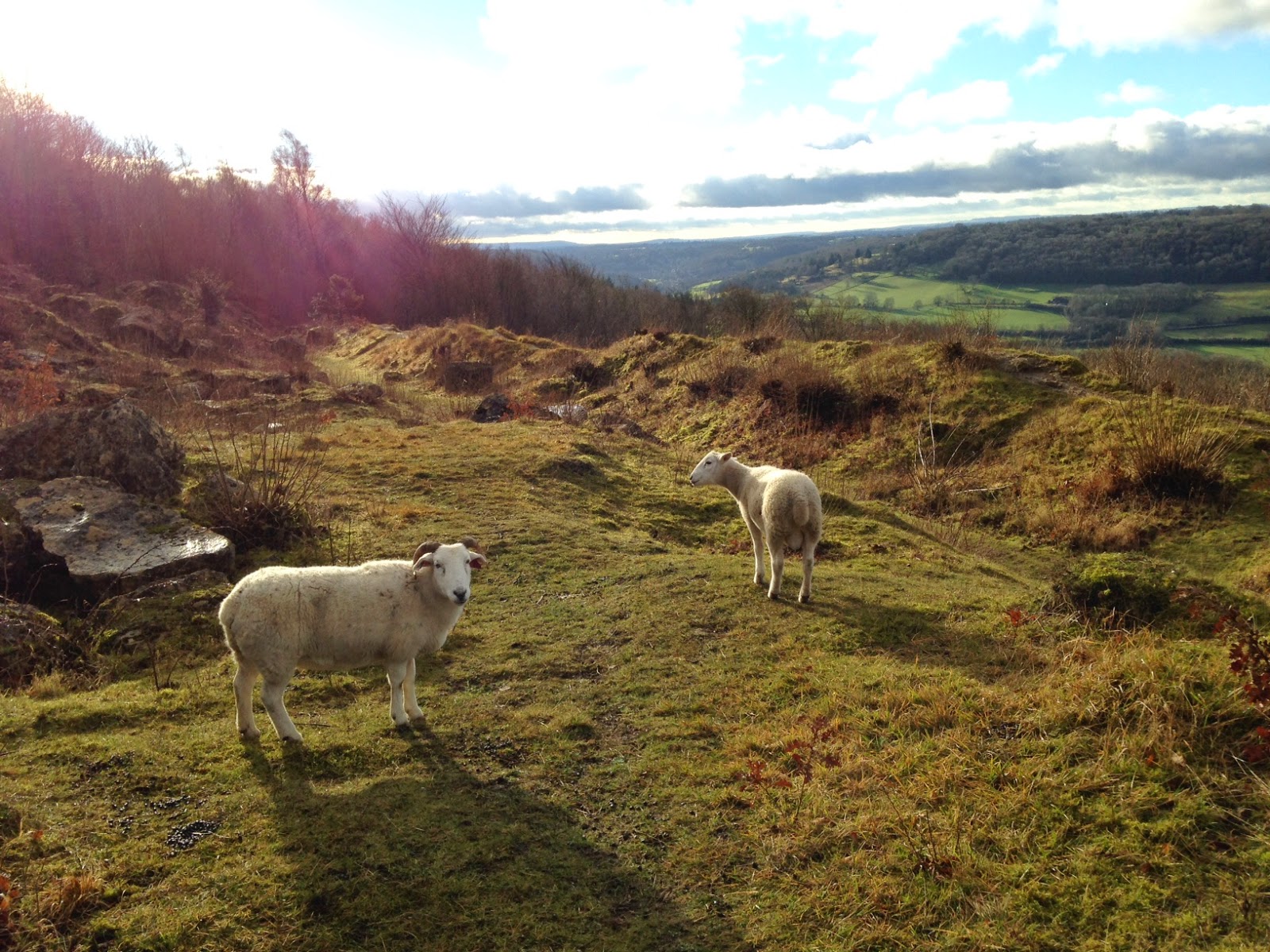 Brown's Folly Sheepwatch