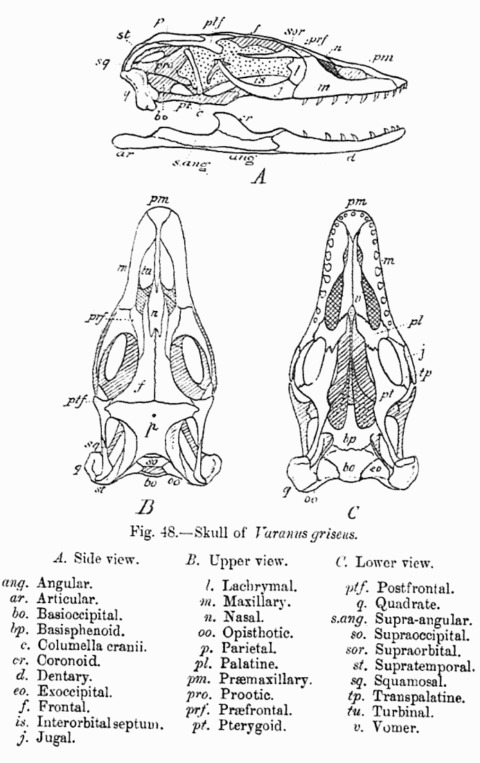 Biology of the Reptilia: Laboratory 6: Lepidosauria (Sphenodontida and ...
