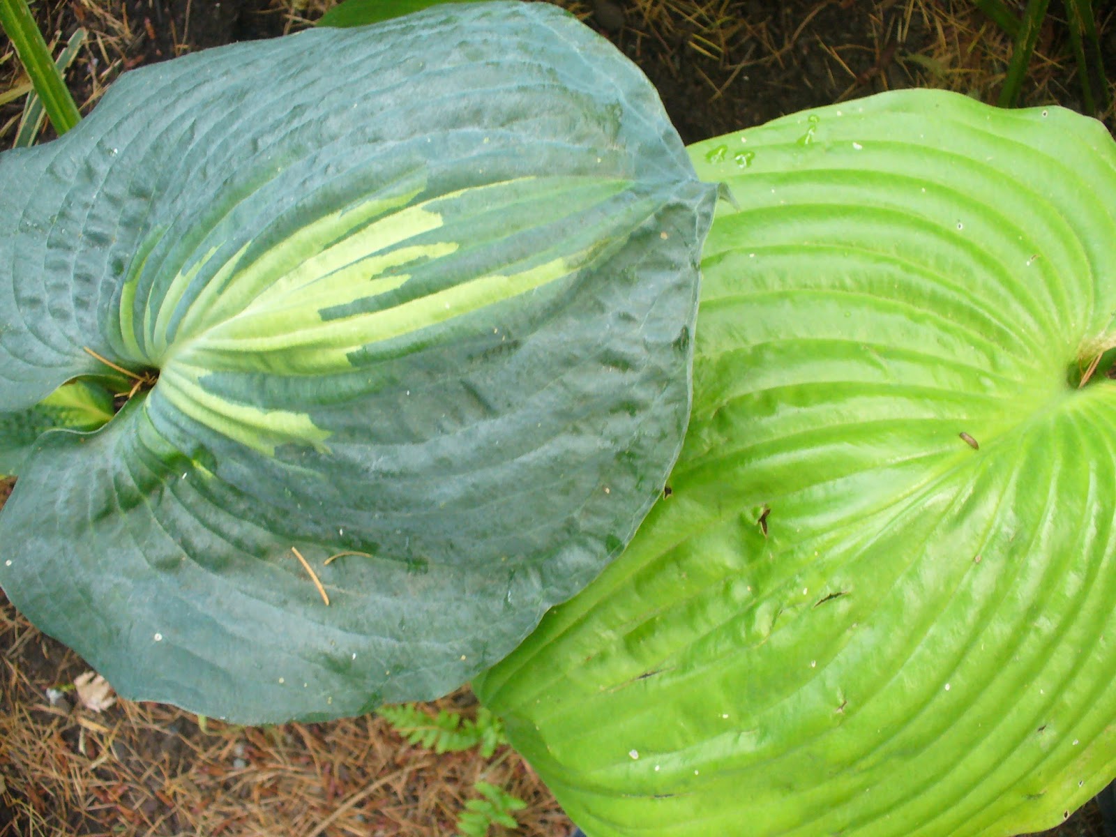 Hosta Heaven – Plant Something Oregon