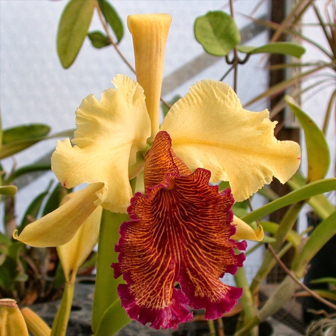 Flower Homes: Cattleya Flowers