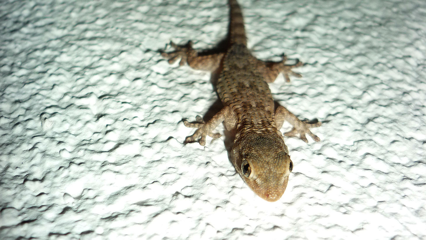 SERRA NATUREZAS: Osga (II)