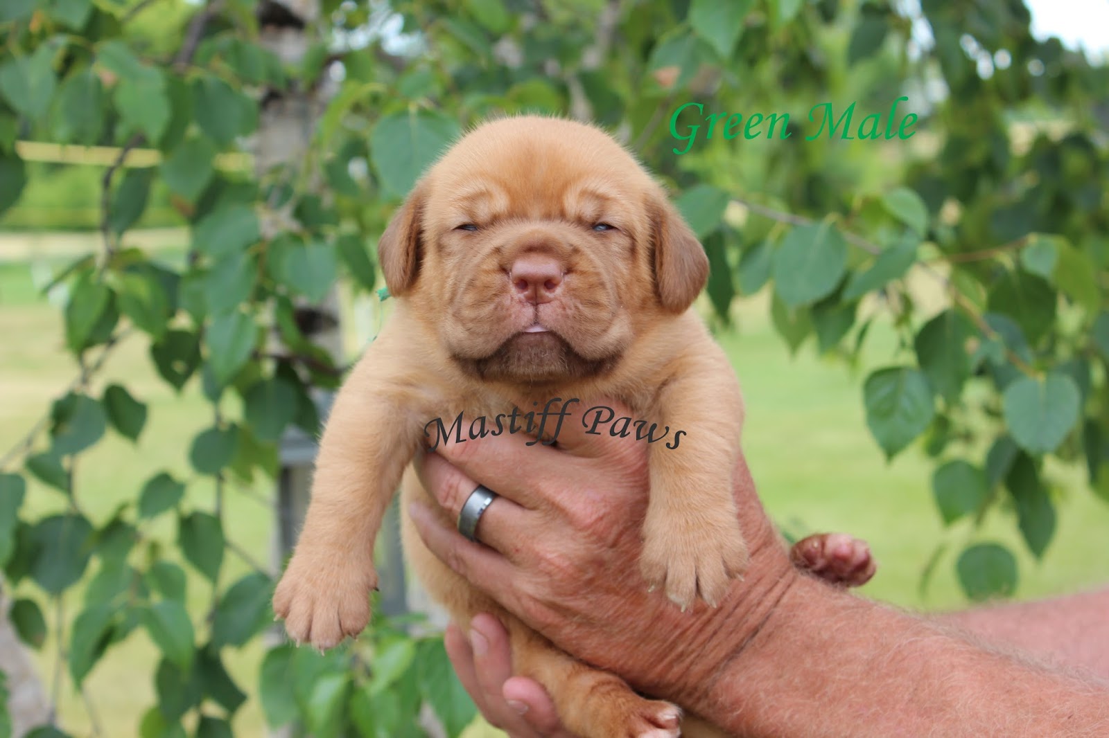 Mastiff Paws: New Pictures of Puppies