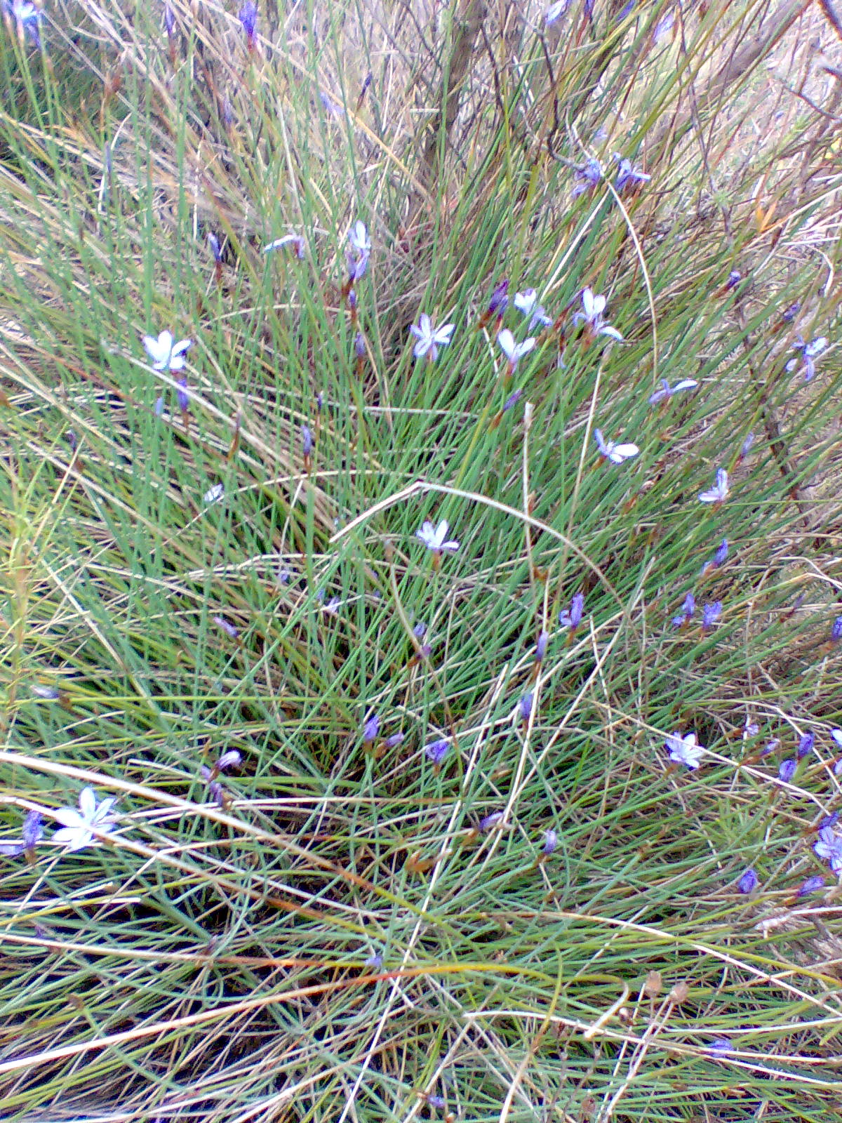Aventuras en la Palma d´Ebre: PAN DE PASTOR: LA JONÇA O JUNQUILLO AZUL