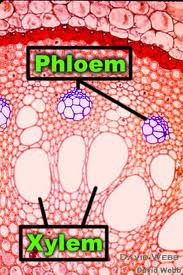 Science: Xylem and phloem