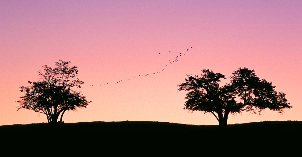 couple two tree | VW Vortex - Volkswagen Forum