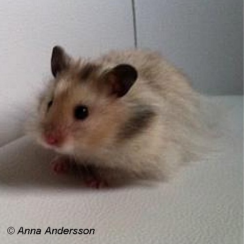 Färger | Guldhamster Hörnan