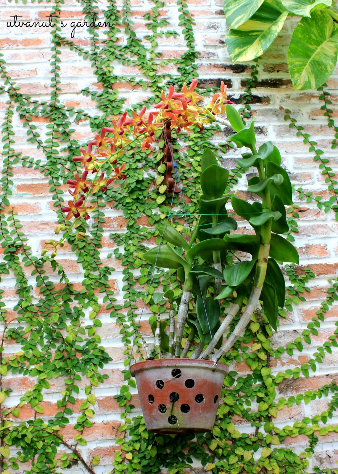 utvanut's garden: Kinh nghiệm trồng dendrobium