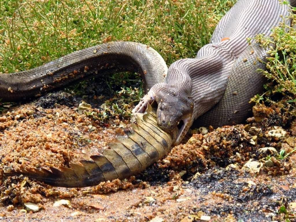 Massive python eats crocodile (13 pics) | Amazing Creatures