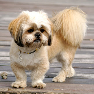 Lhasa Apso Dog Breed Images | Dog Pictures Online
