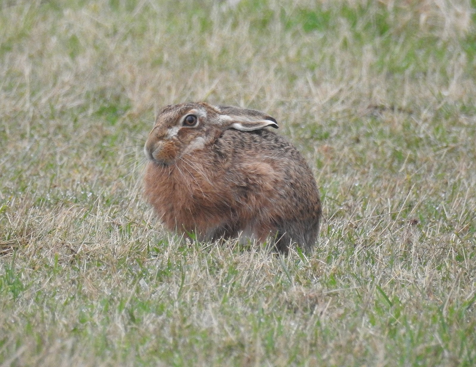 About a Brook: "What's that Skinny Rabbit with Black Ears?"