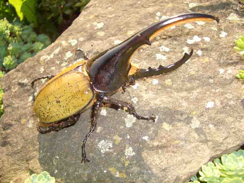 Criaturas Incríveis®: Besouro Rinoceronte - Dynastes Hercules