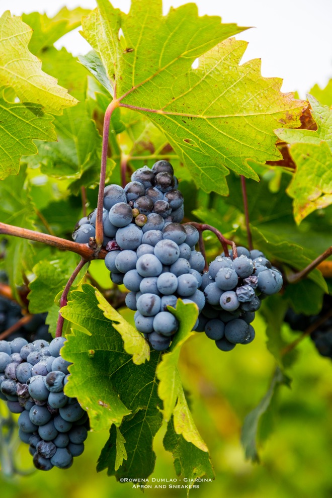 Arcadia Vineyards and Bakucha Vineyard Hotel in Northern Thrace, Turkey