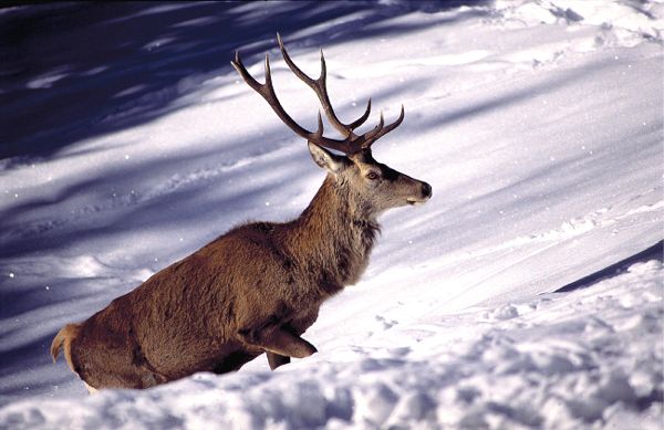 Scuola Montessori Bressanone: IL CERVO - informazioni