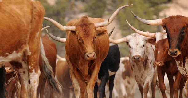 Sweethearts Of The West: RANCHING IN THE OLD WEST