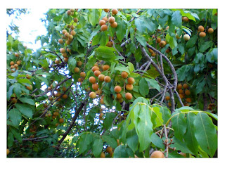 frutas do nordeste: pitomba