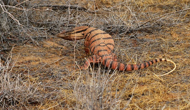 Jenis - jenis atau Macam - macam Varanidae / Varanus / Varanatic ...