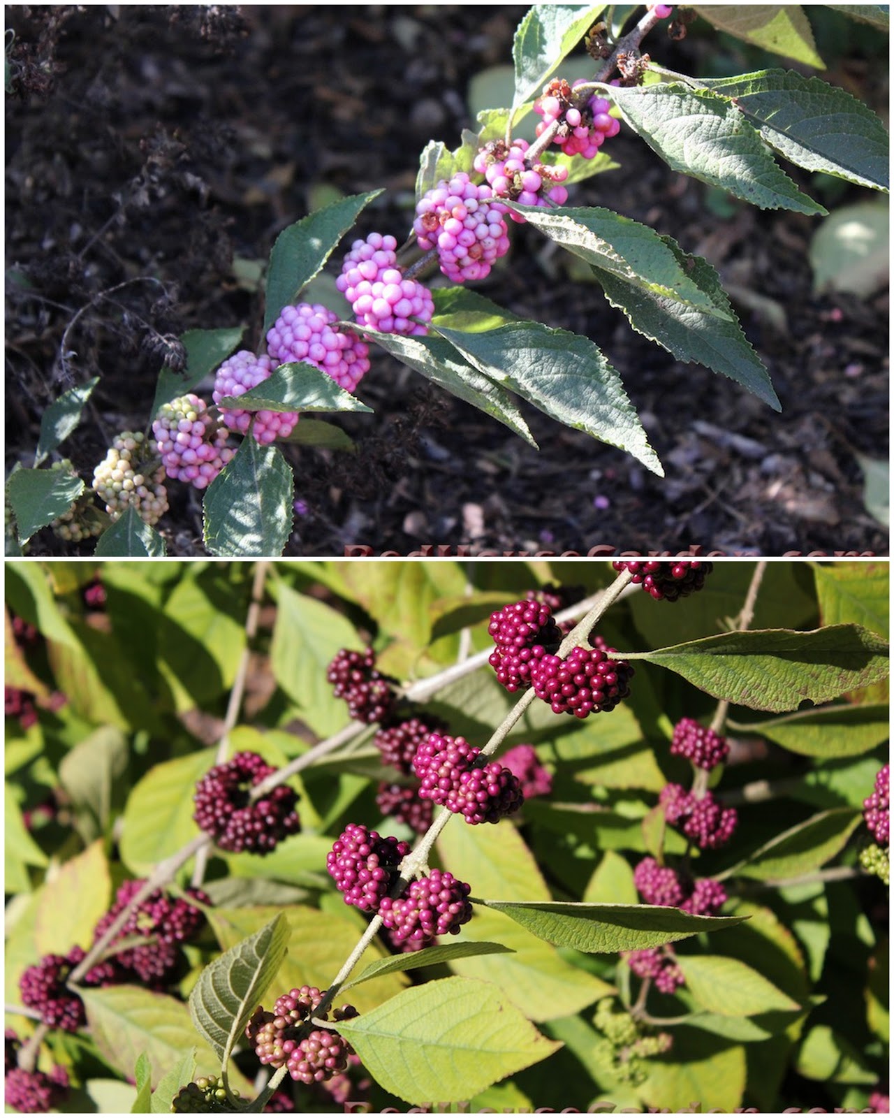 Red House Garden: Visiting the JC Raulston Arboretum
