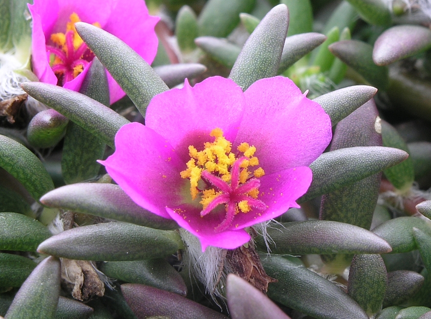 Australian Portulaca: Portulaca pilosa