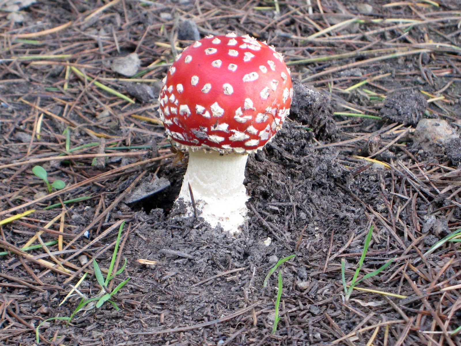 Gibside: Surveys 2 - Fungi