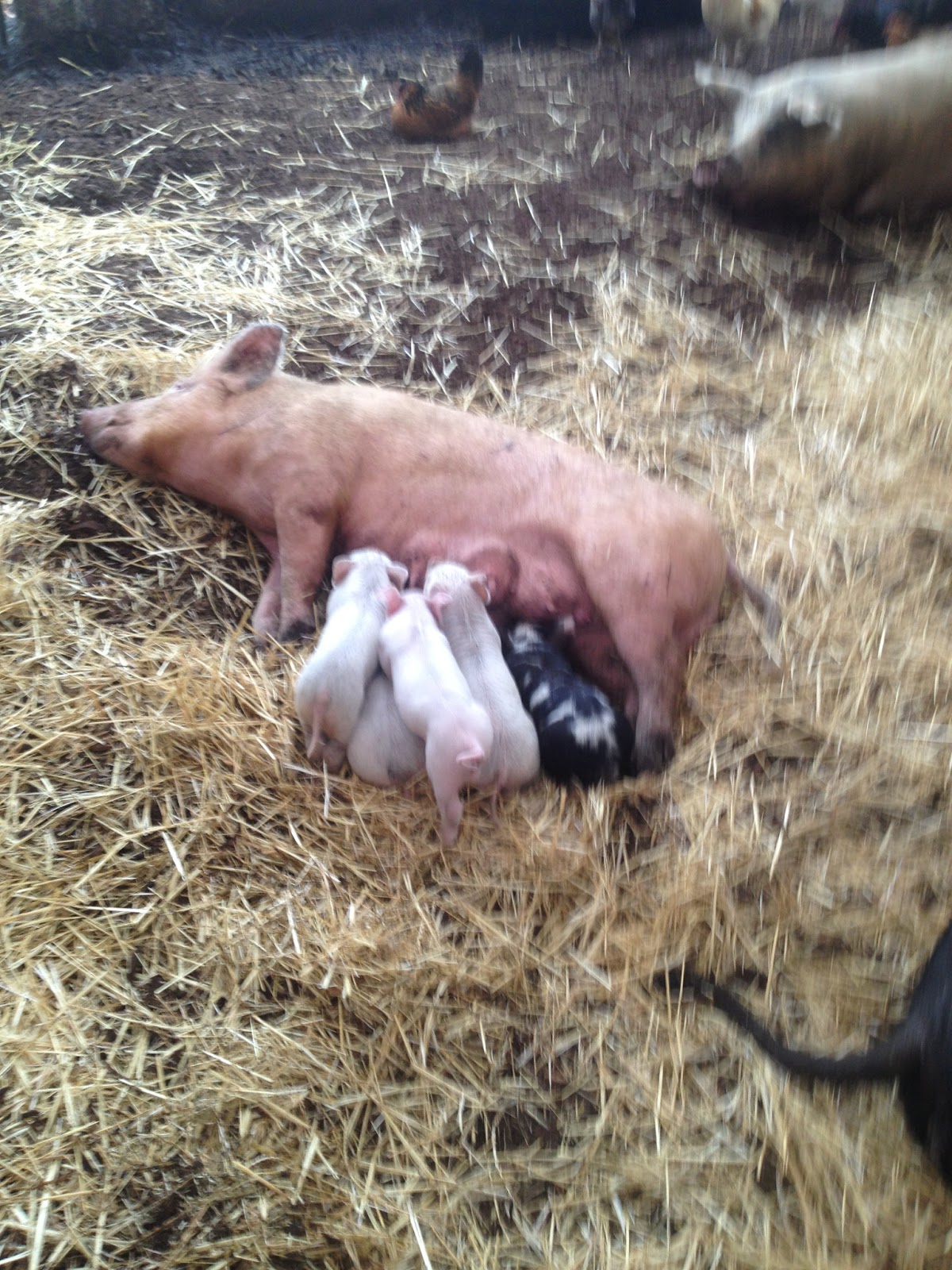 meat: Piglets