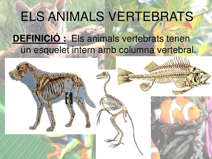Segons segon...: ELS ANIMALS VERTEBRATS