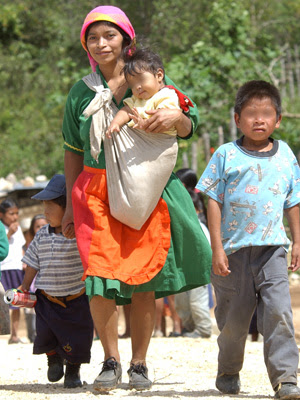 Brassavola Digbyana: Los Chortís