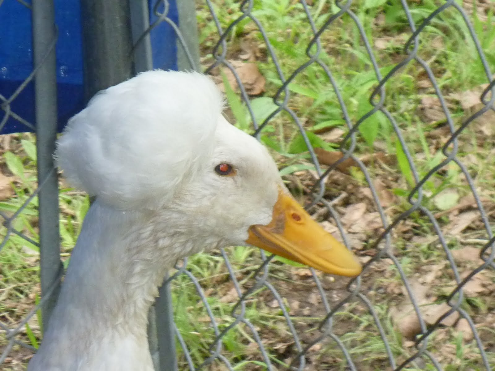 Seven Acre Ranch Crested Ducks