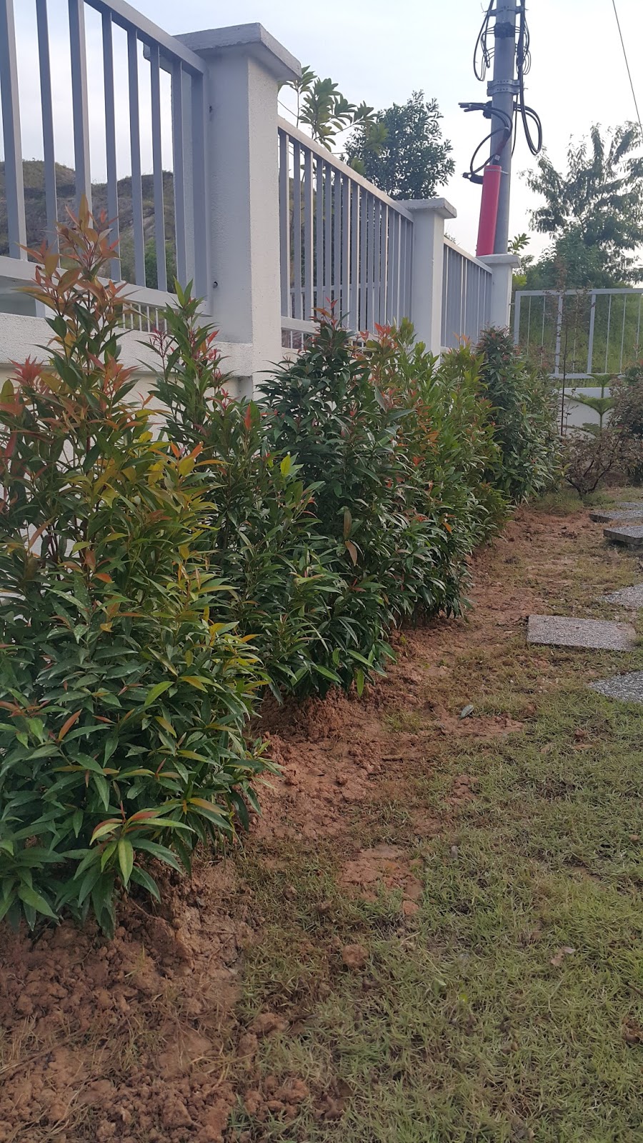 GARDENING: Project Fasa 1 (Tanam pokok pagar)
