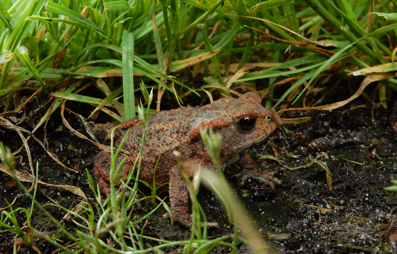 Jozef van der Heijden - Natuurfotografie: Paddentrek kost slachtoffers
