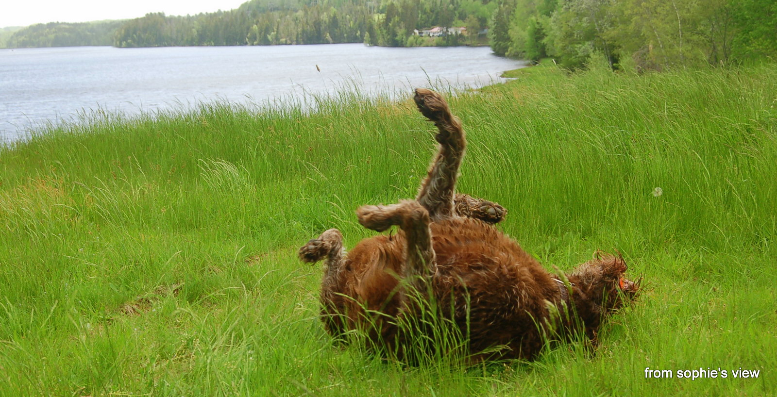 "from sophie's view": Lumsden Pond at Lumsden Dam!