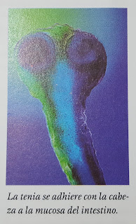 Tenia o Solitaria: Causas, Síntomas y Tratamiento | Salud y Cuidados