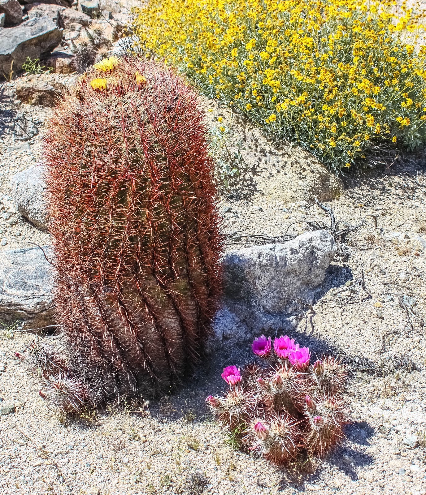 Cannundrums: Hedgehog Cactus - 2017