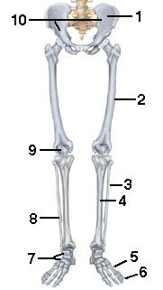 KITABU CHA MAZOEZI YA KUONGEZA UREFU WA MWILI WAKO - Darasa Huru La Mapenzi