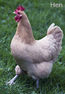 Domestic Animals Name Meaning & Image | Necessary Vocabulary ...