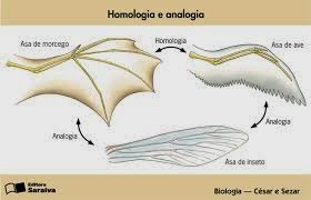 Biologia Fácil: Homologia e Analogia