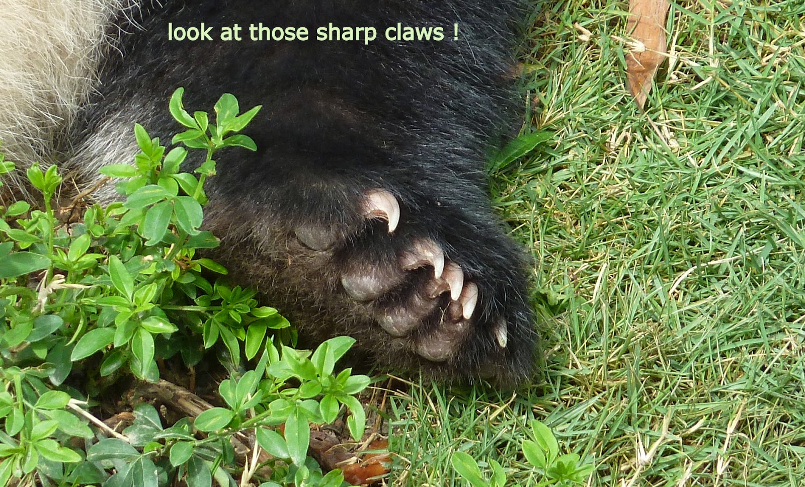 Multitasker: A romp with the Giant Pandas of Chengdu