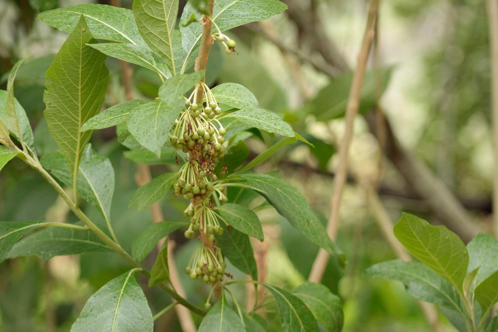 Acnistus arborescens - Flora do Turvo