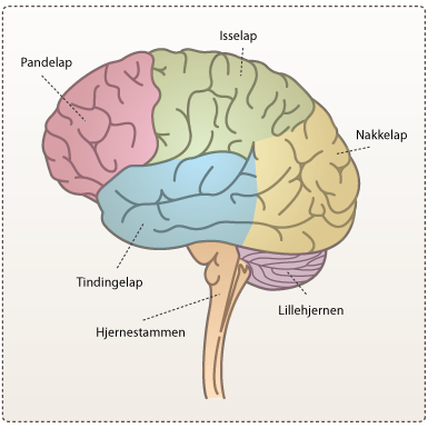 Hver genstand skader dig!: Hvad sker der i hjernen efter lang tids ...