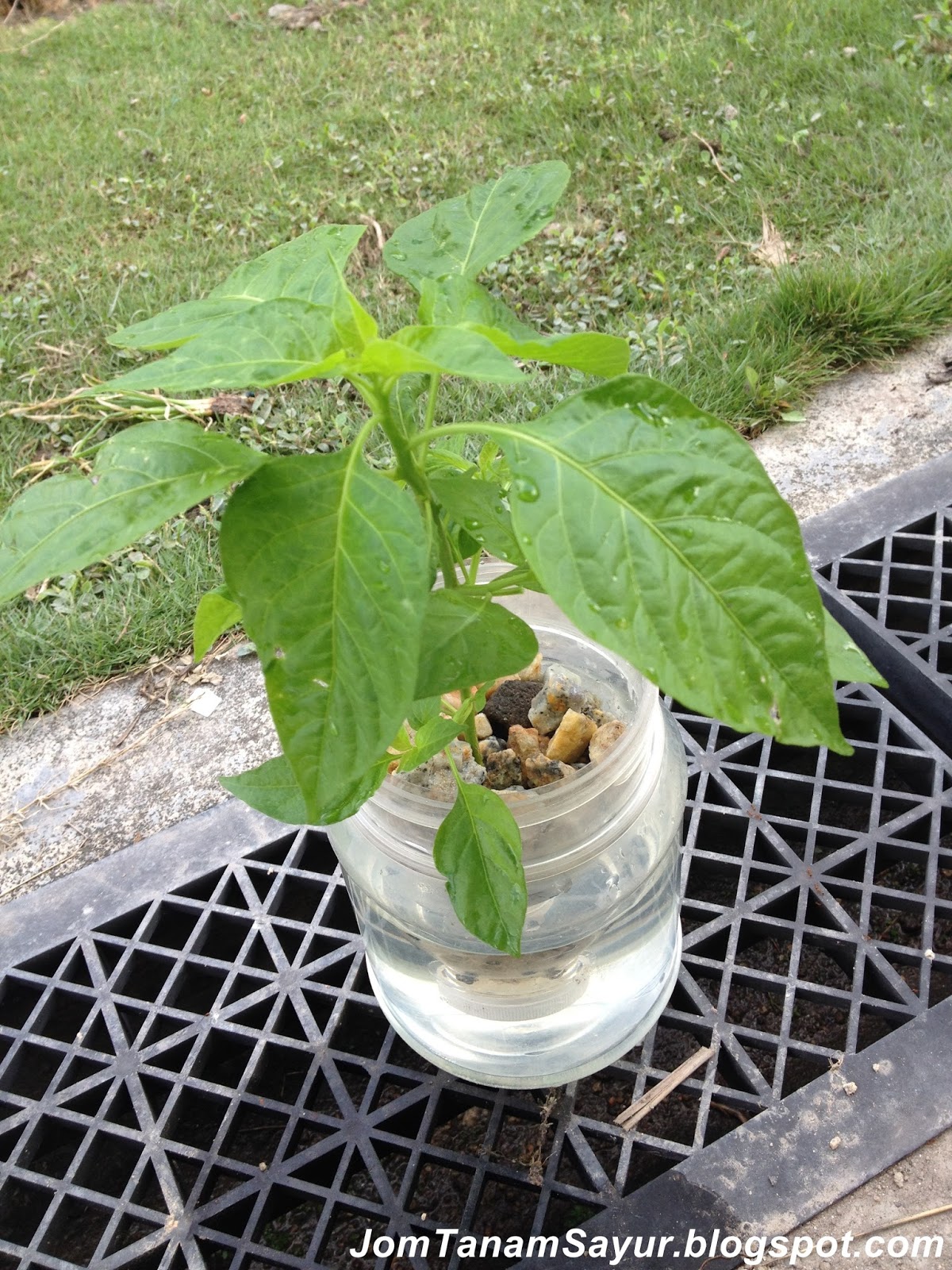 Jom Tanam Sayur ( JTS ) : Jom Tanam Sayur - DIY NutriPotJom Tanam Sayur ...
