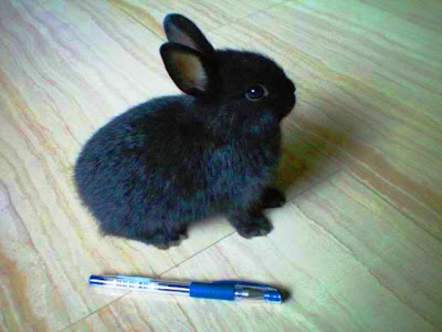 Mengenal Kelinci Mini