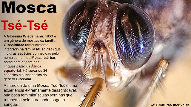 Criaturas Incríveis®: Mosca Tsé-Tsé