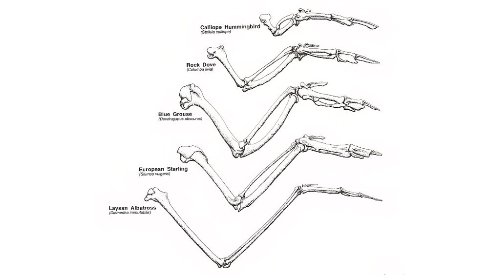 Avian Wing Skeletal Anatomy