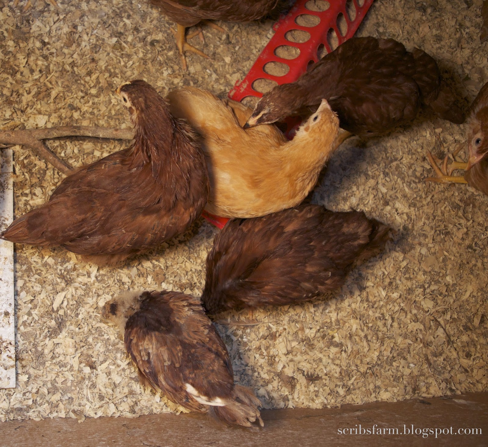 Scribs farm: The chickens are 6 weeks!