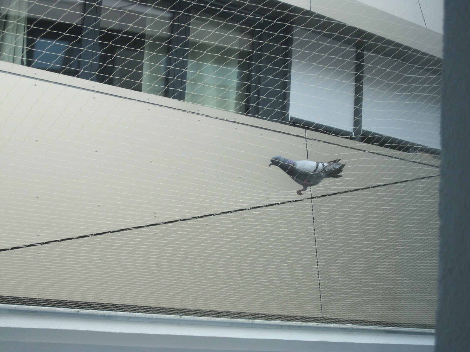 Bird Proofing Solutions: Preventing roosting and nesting with bird net