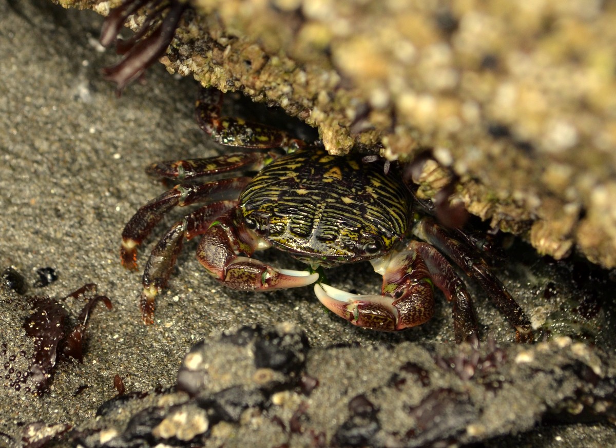 Woods Walks and Wildlife: A Few Tide Pool Sights