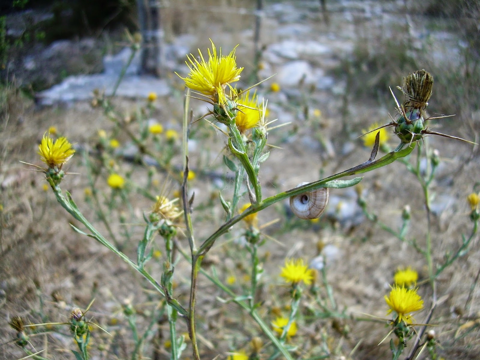 Centaurea solstitialis L. subsp. solstitialis