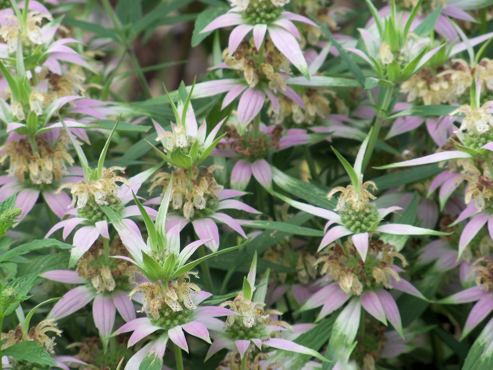 Plant Journeys: Monarda Punctata: Flower Portraits of a spotted bee balm