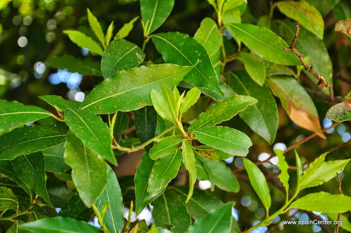 EL I.E.S. "NUEVE VALLES" GRECOLATINO: DAFNE / Laurus nobilis