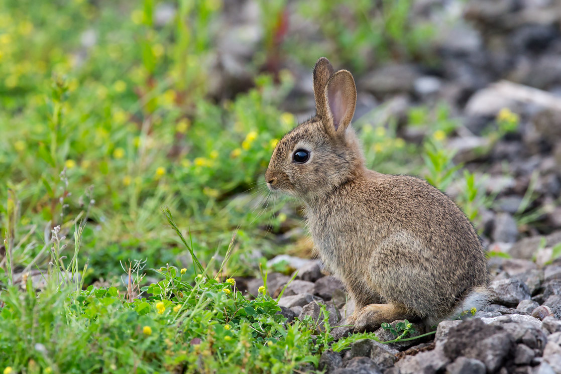 Darley Dale Wildlife: Rabbit kits -Rowsley Sidings